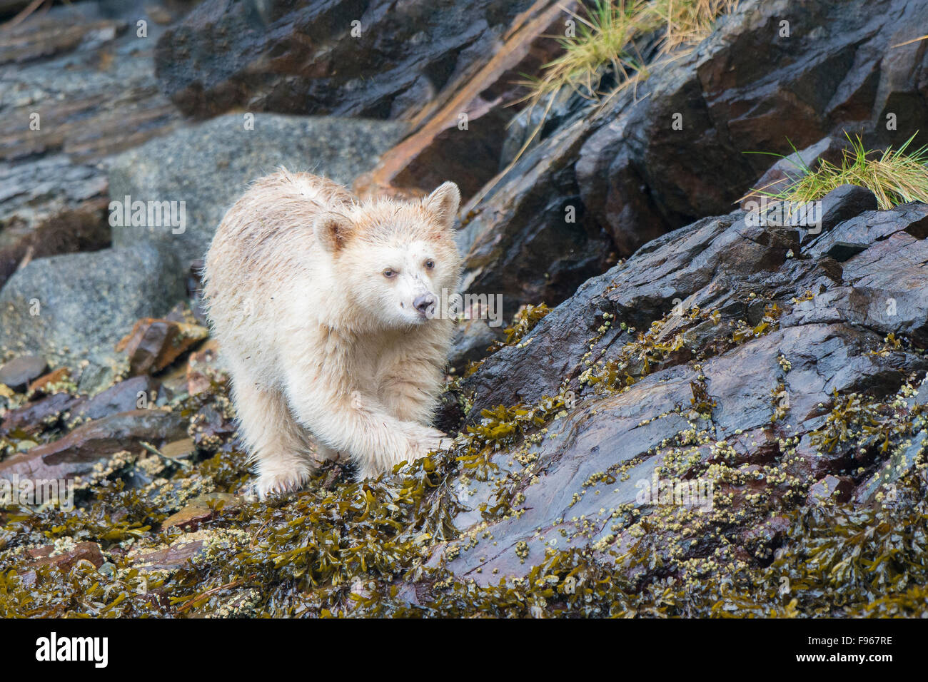 Spirit bear cub (Ursus americanus kermodei) foraging in the intertidal ...