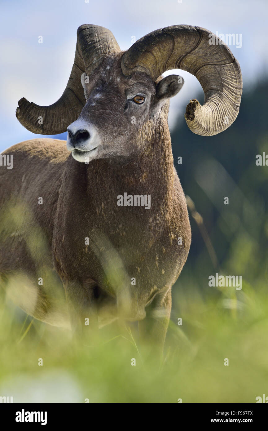 Ram Horn Utklipp Ram Ancient Breed Long Tailed Sheep ...