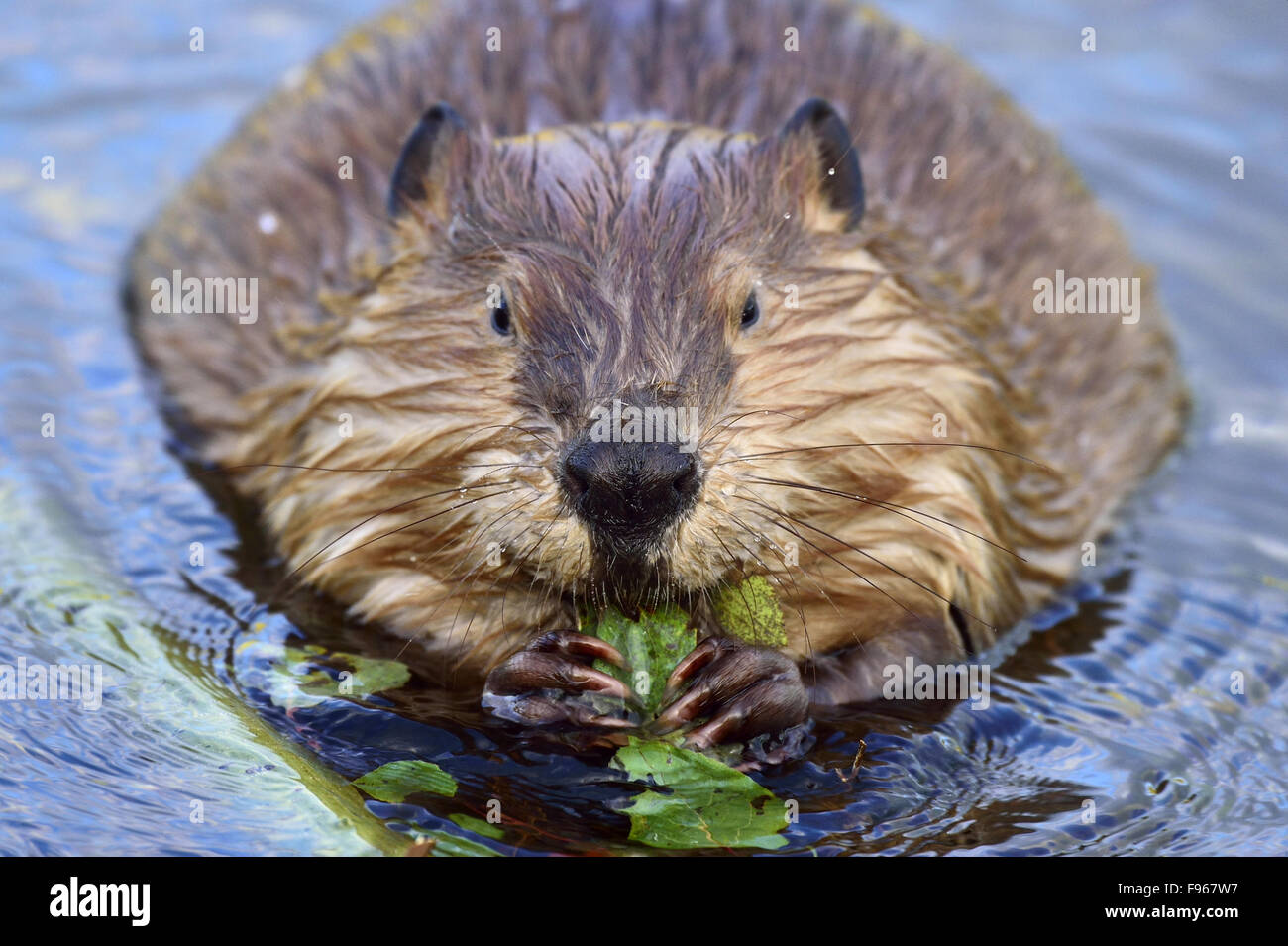 A close up front view of a large beaver Castor canadenis, in the water ...