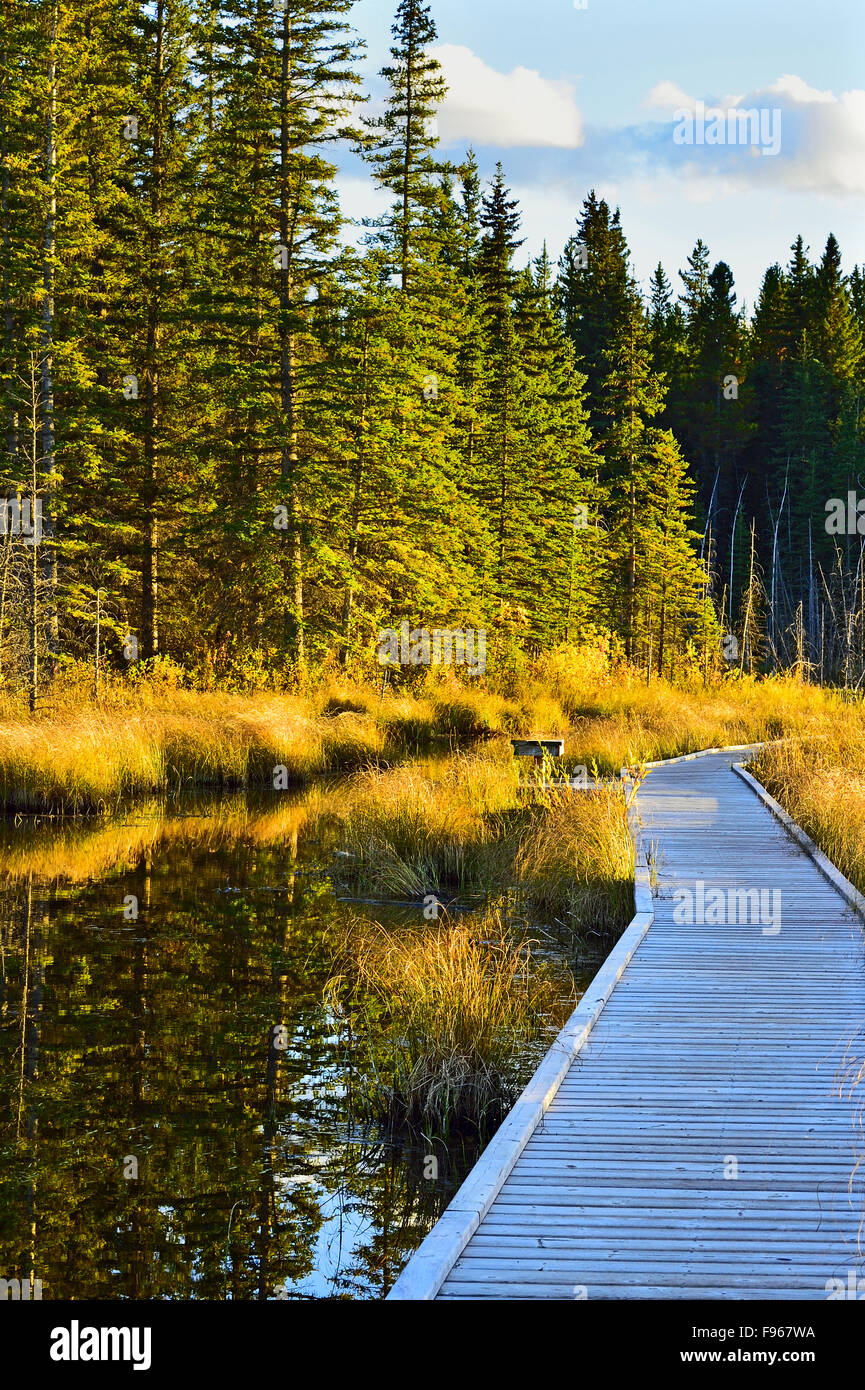 A vertical image taken along a nature boardwalk through a marsh area ...