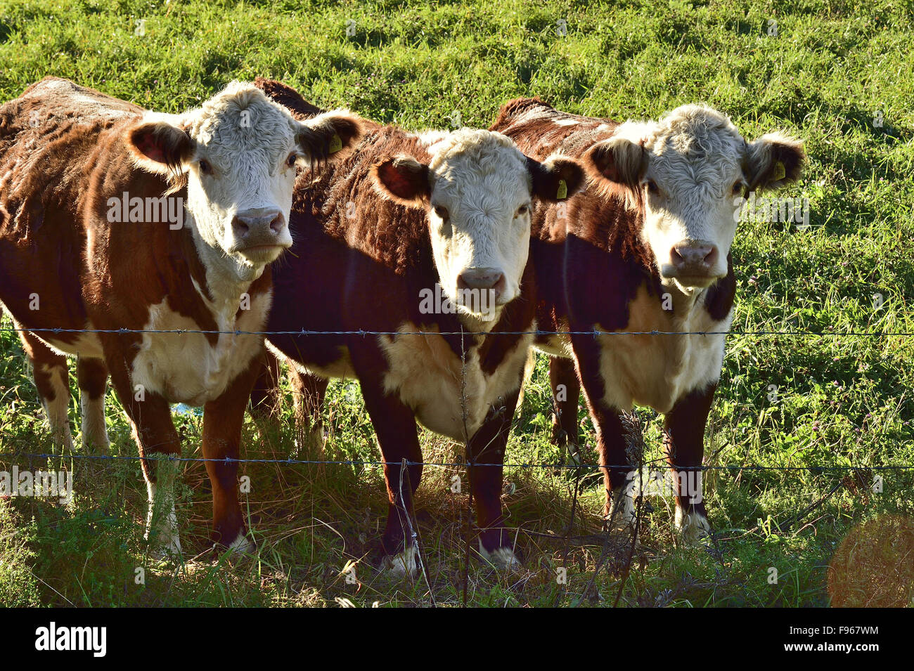 Cattle brand hi-res stock photography and images - Alamy
