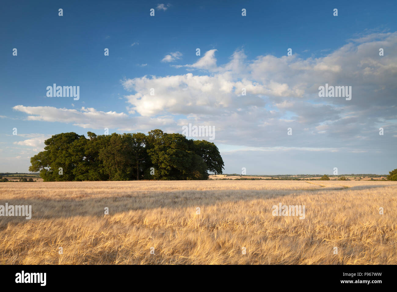 Copse spinney hi-res stock photography and images - Alamy