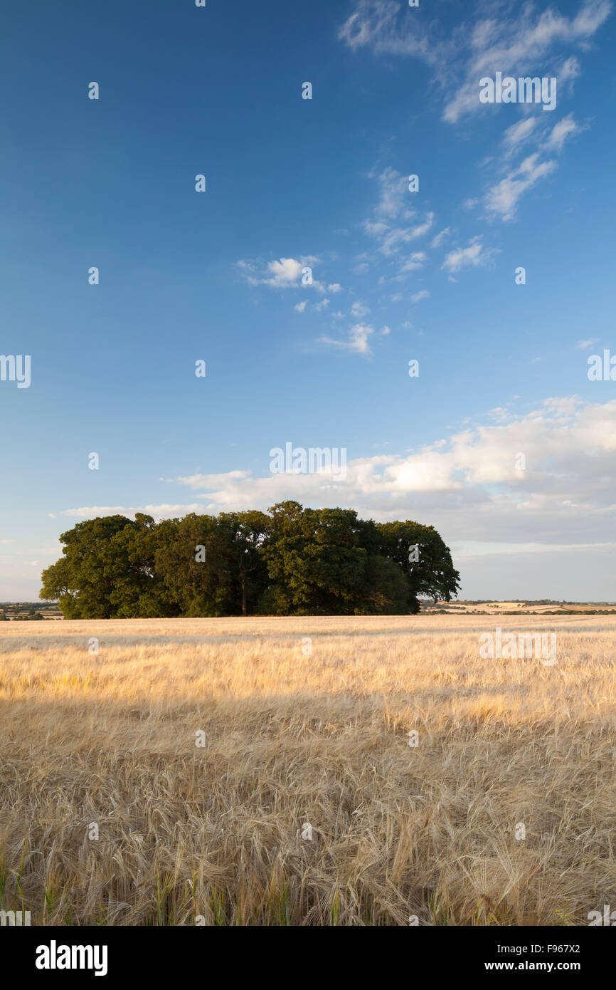 Small copse of trees hi-res stock photography and images - Alamy