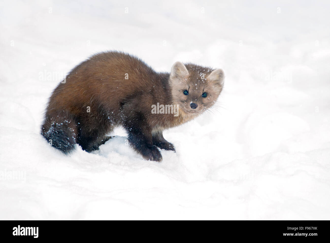 Adult female hi-res stock photography and images - Alamy
