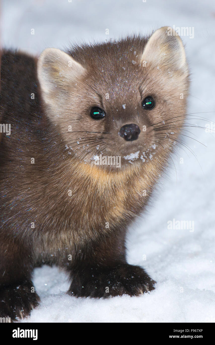 Marten martes americana hi-res stock photography and images - Alamy