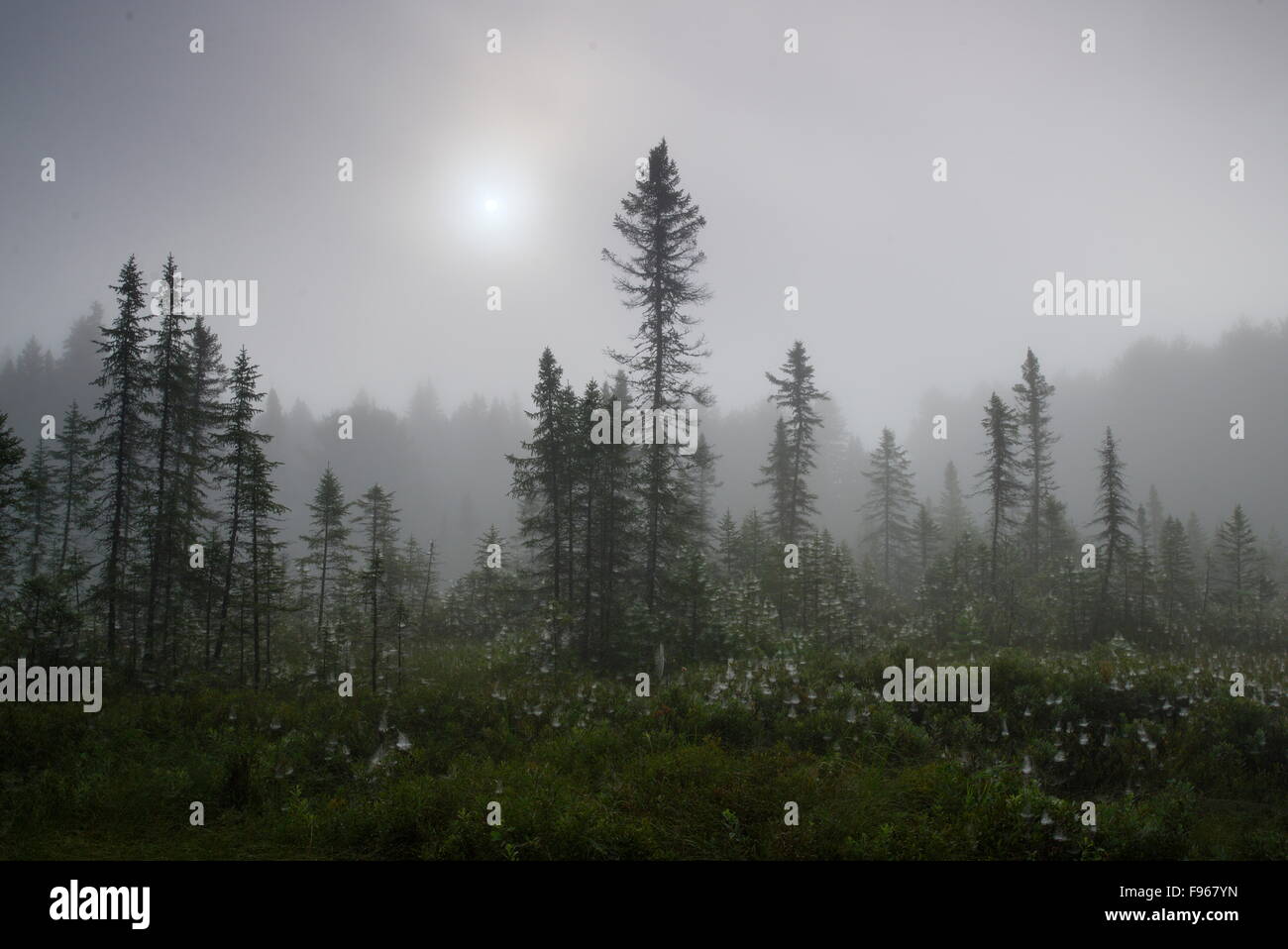 Black spruce trees canada hi-res stock photography and images - Alamy