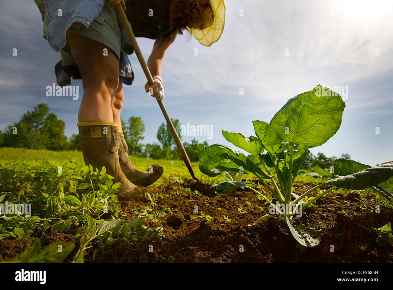 A woman weeding with a hoe Stock Photo - Alamy