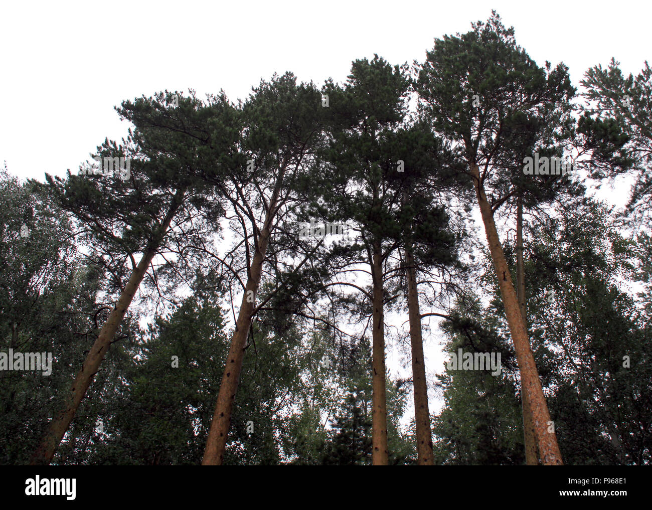 Beautiful forest landscape Stock Photo - Alamy