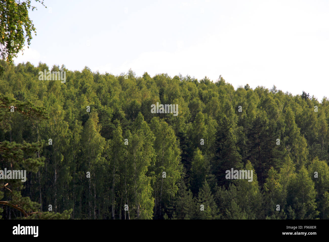 Beautiful forest landscape Stock Photo - Alamy