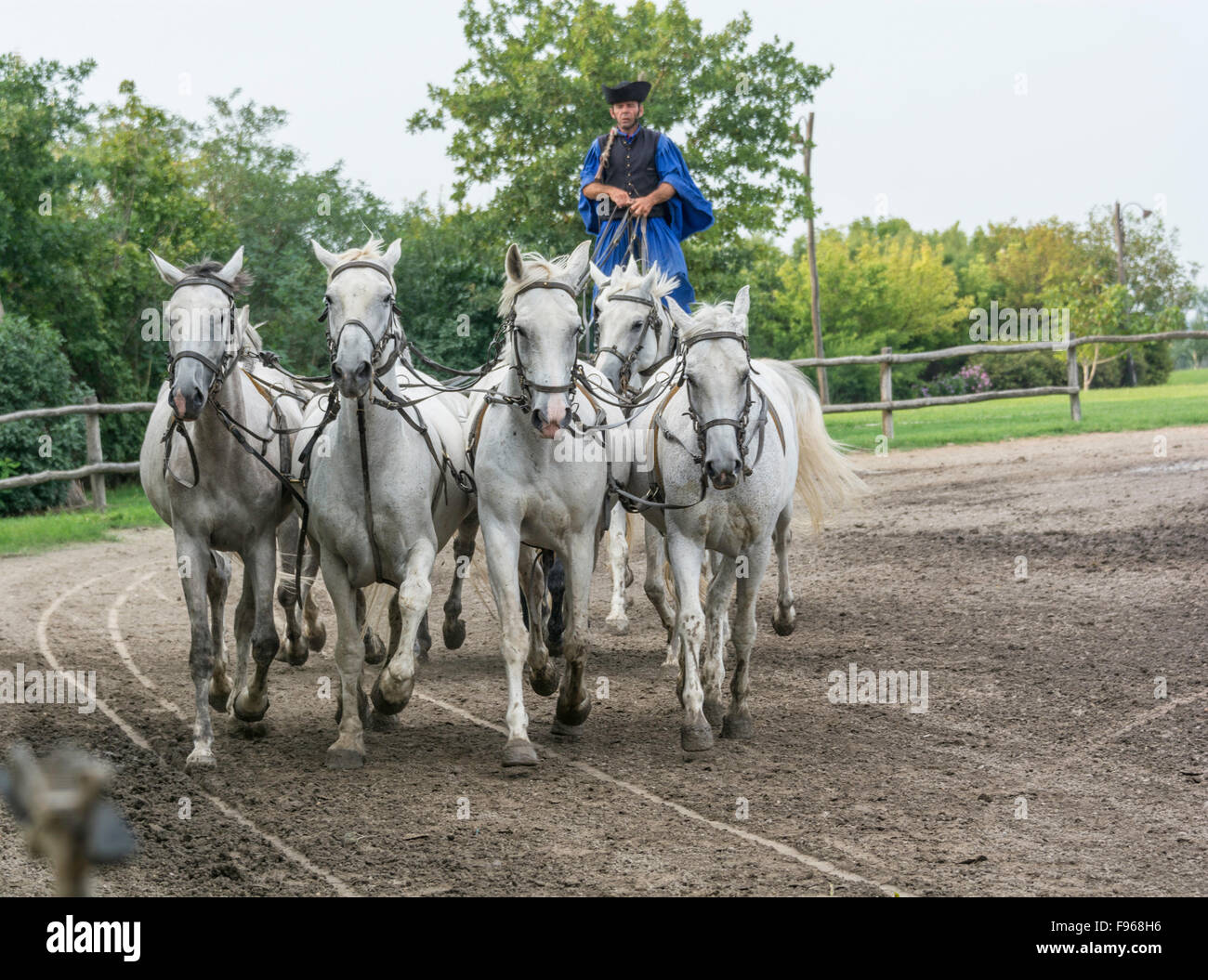 Csikos is riding a team of ten horse around the arena . Hungary is home ...