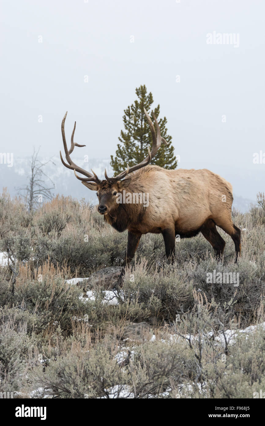Columbia plateau animals hi-res stock photography and images - Alamy