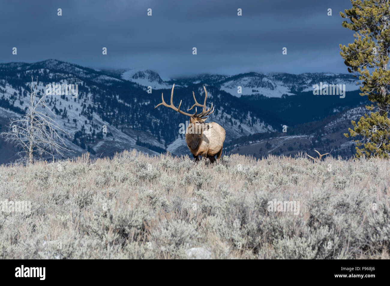 Columbia plateau animals hi-res stock photography and images - Alamy