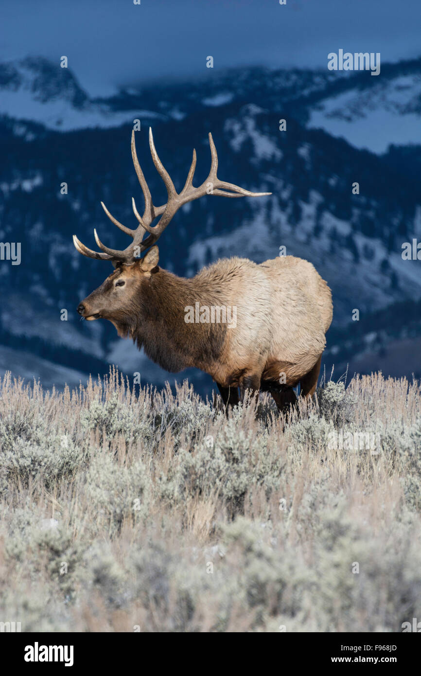 Columbia plateau animals hi-res stock photography and images - Alamy
