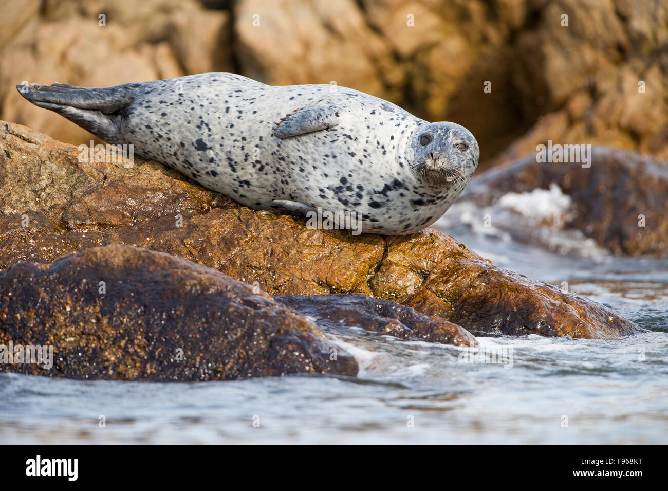 Seal resting hi-res stock photography and images - Alamy