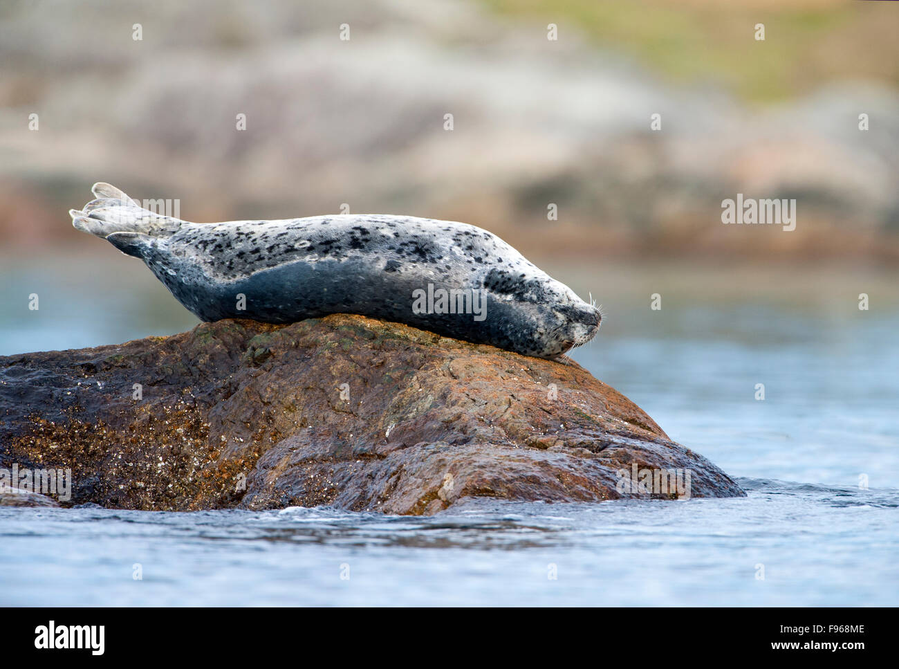 Harbour Seal resting on reefs in Oak Bay Stock Photo - Alamy