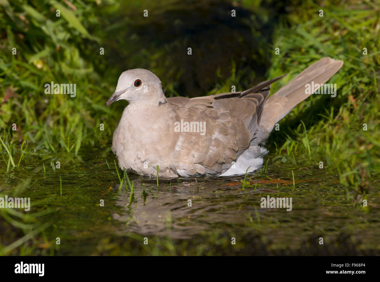 Side view of collared dove hi-res stock photography and images - Alamy