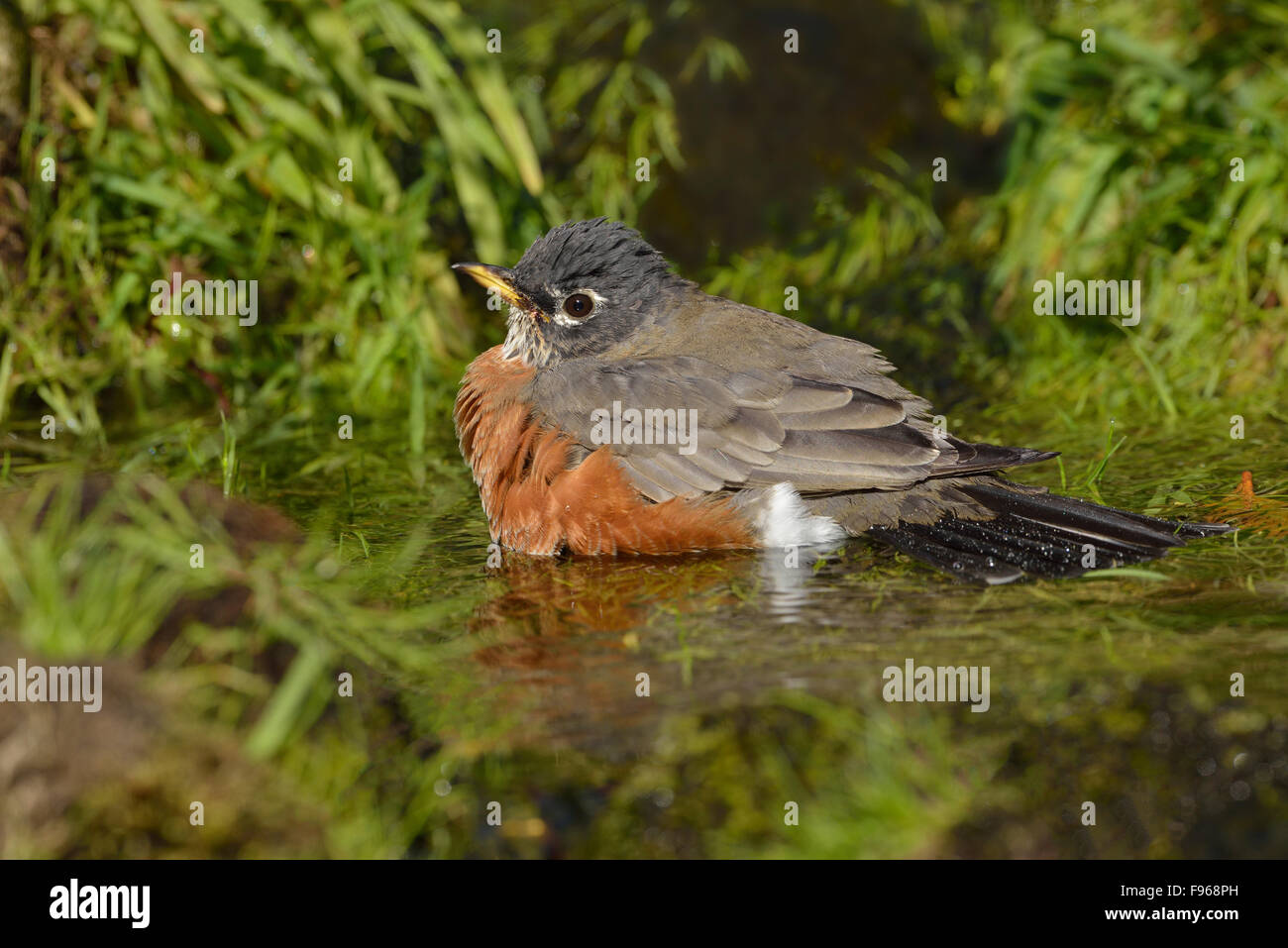Robin bird bath hi-res stock photography and images - Alamy