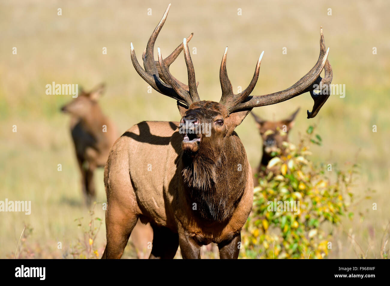 A front view of an adult male bull elk, Cervus elaphus, bugleing during ...