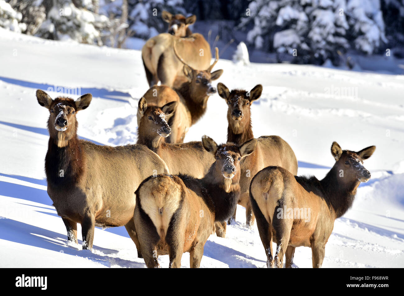 Female elk herd hi-res stock photography and images - Alamy