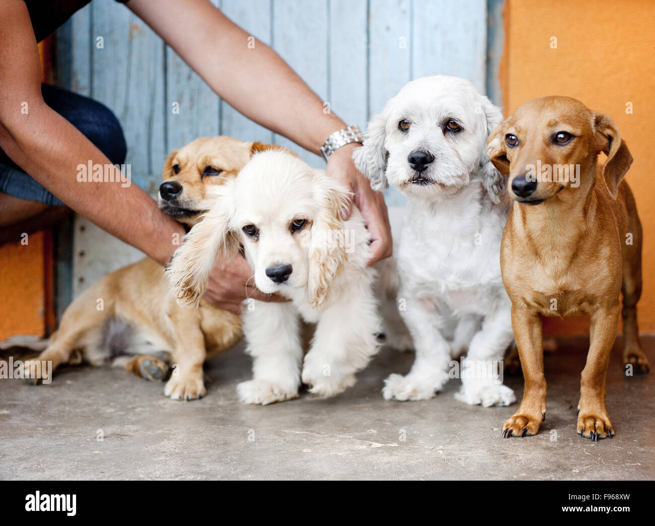 Four dogs hi-res stock photography and images - Alamy