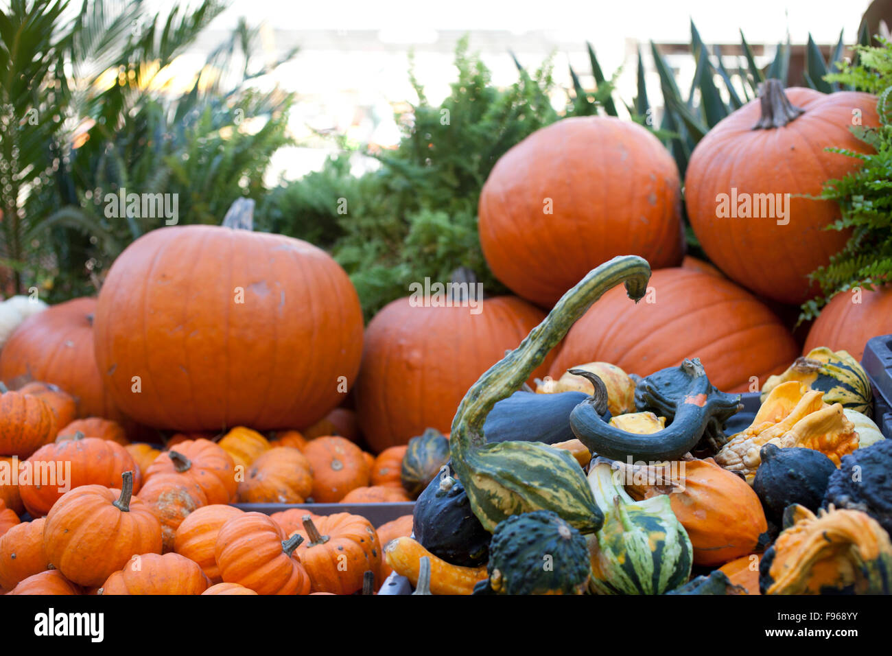 Various different pumpkins in the street market Stock Photo - Alamy