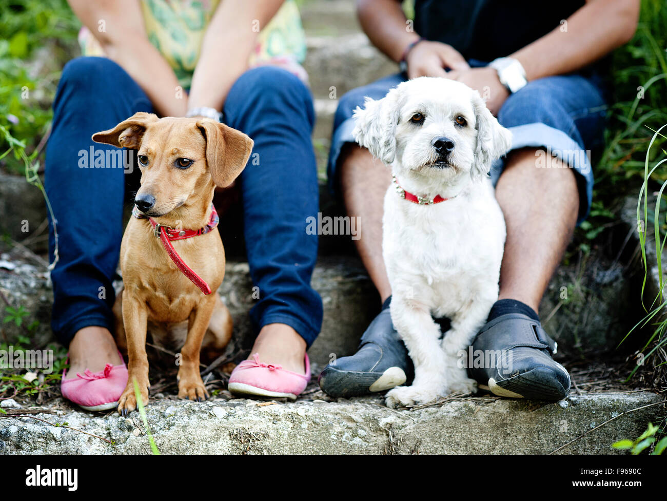 Happy young couple is walking their two dogs in green nature Stock ...