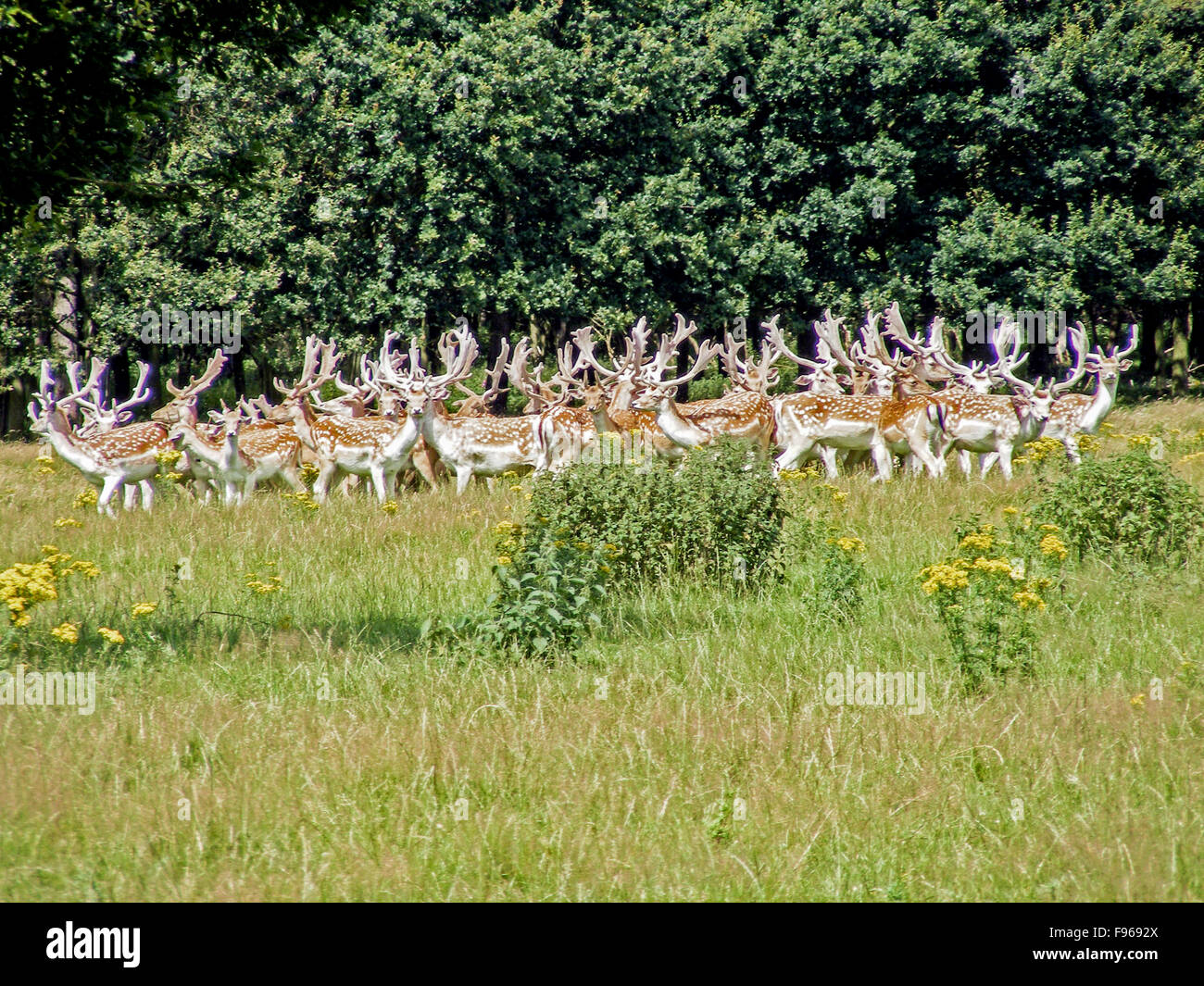 herd of fallow deer in woodland setting Stock Photo - Alamy