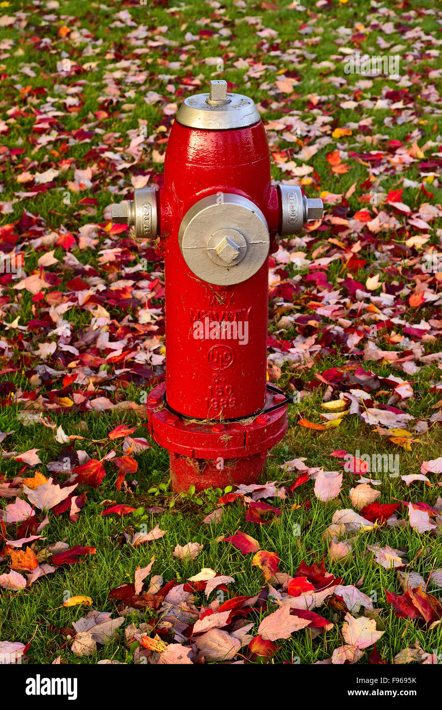 A red fire hydrant on a grass area covered with fallen maple tree ...