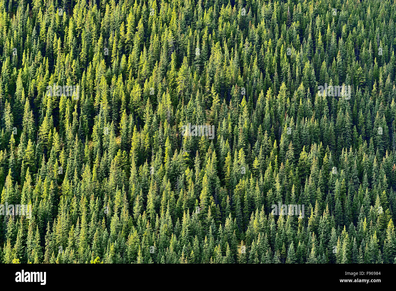 A horizontal view of a hillside covered with green spruce trees in ...