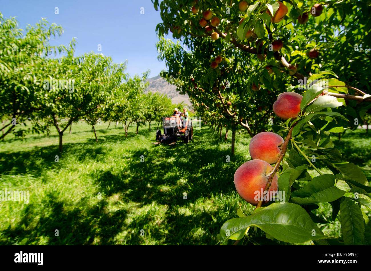Mother and daughter ride the family tractor though their peachsoaked ...