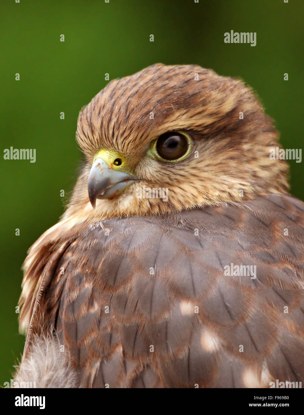 A Merlin, Falco columbarius, in Saskatoon, Saskatchewan, Canada Stock ...