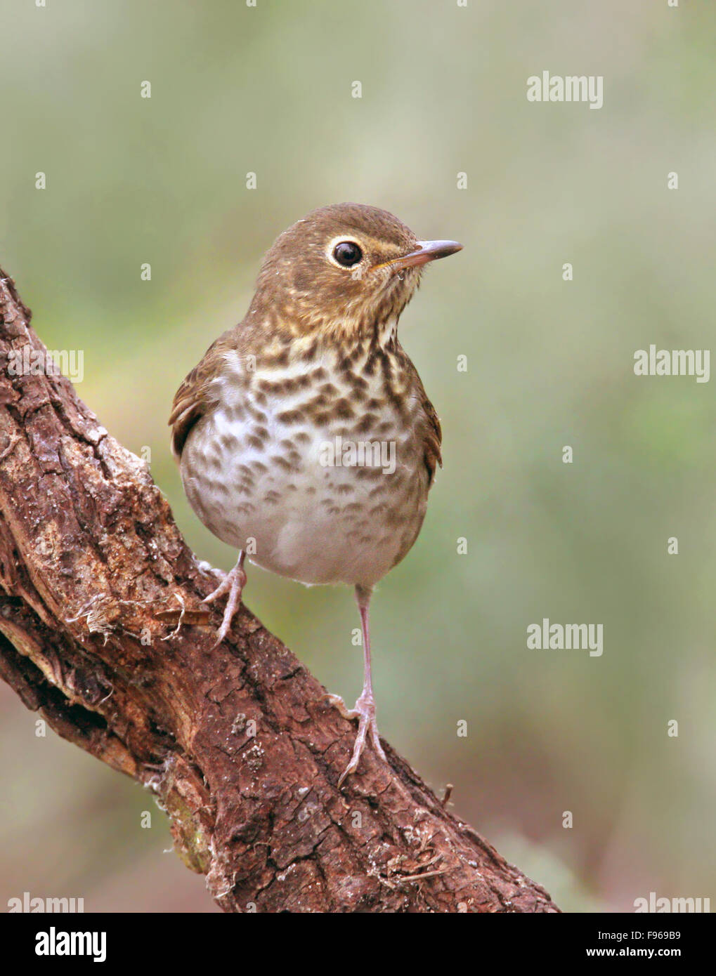 Swainson's Thrush, Catharus ustulatus, in a Saskatoon backyard ...
