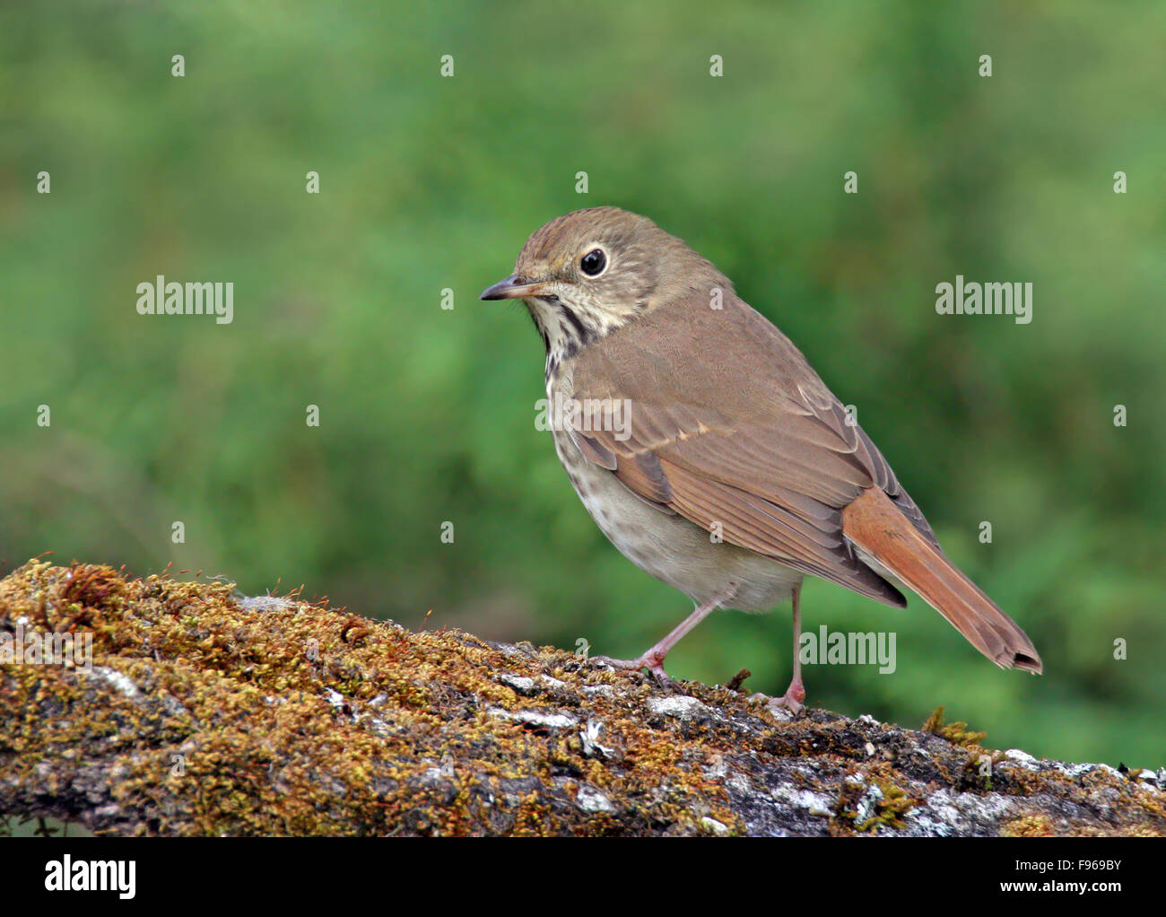 Hermit Thrush, Catharus guttatus, perched on a mossy log in Saskatoon ...