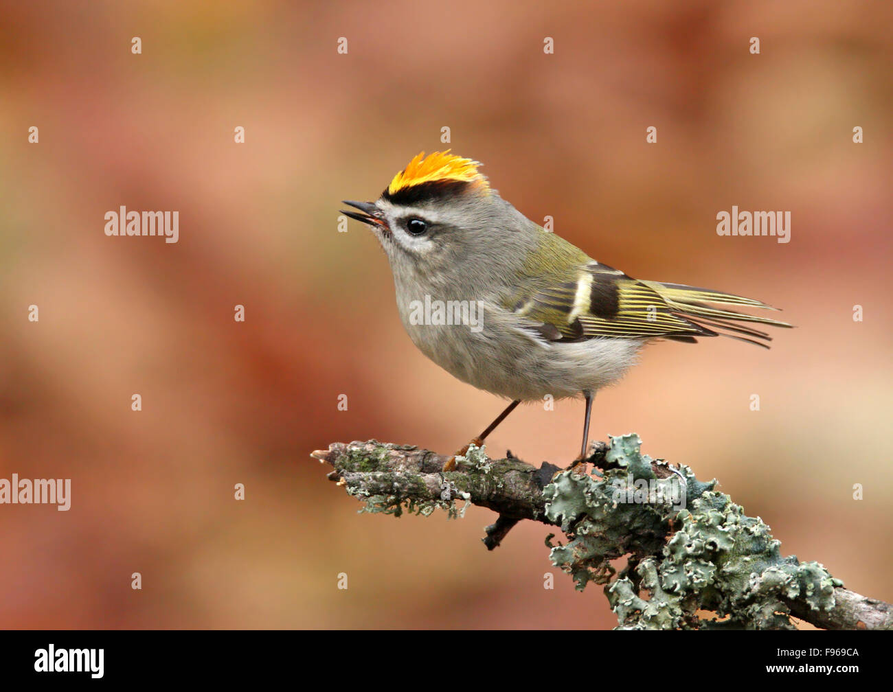Goldencrowned Kinglet, Regulus satrapa, perched on a lichencovered ...