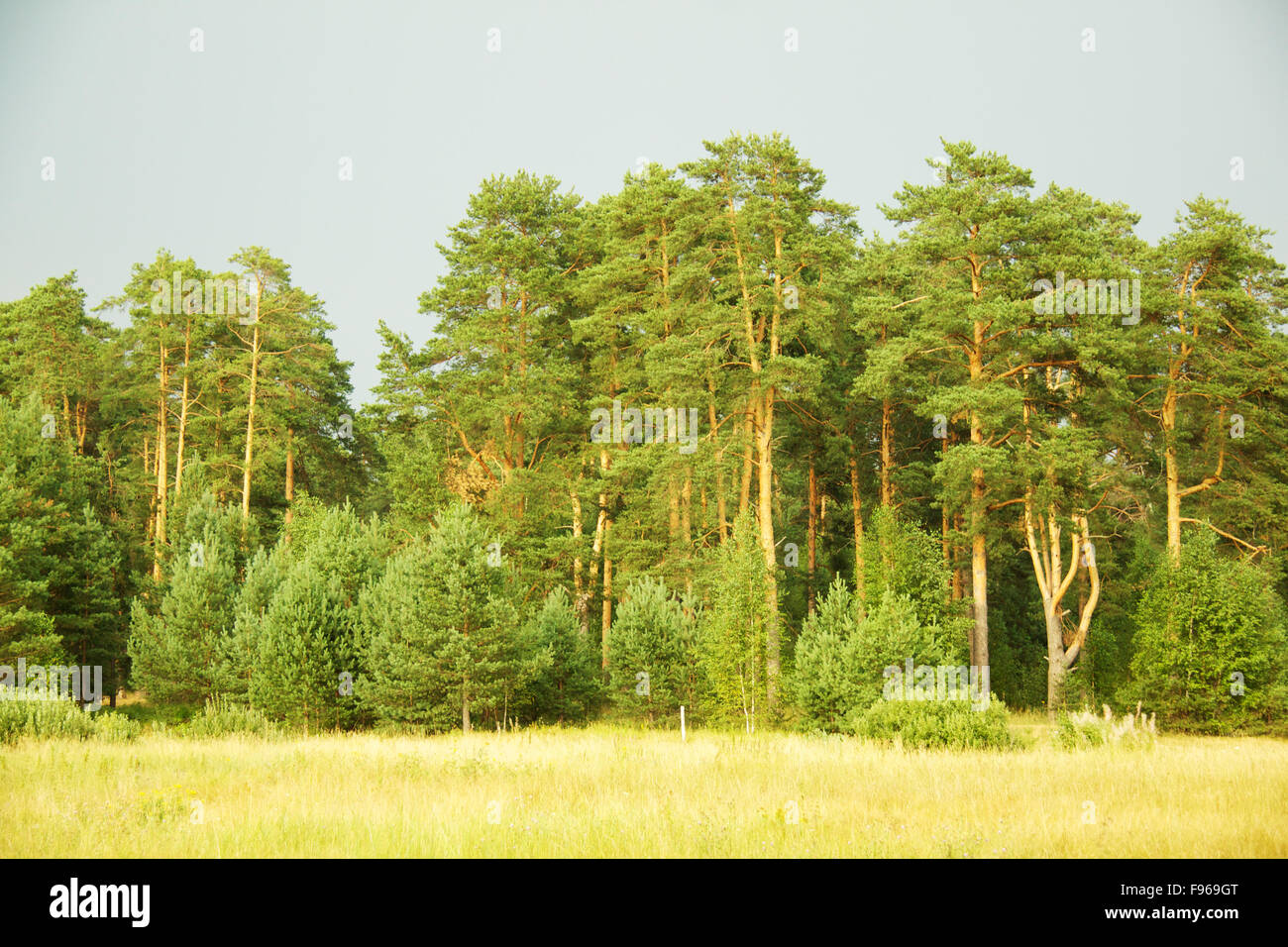 russian forest summer Stock Photo - Alamy