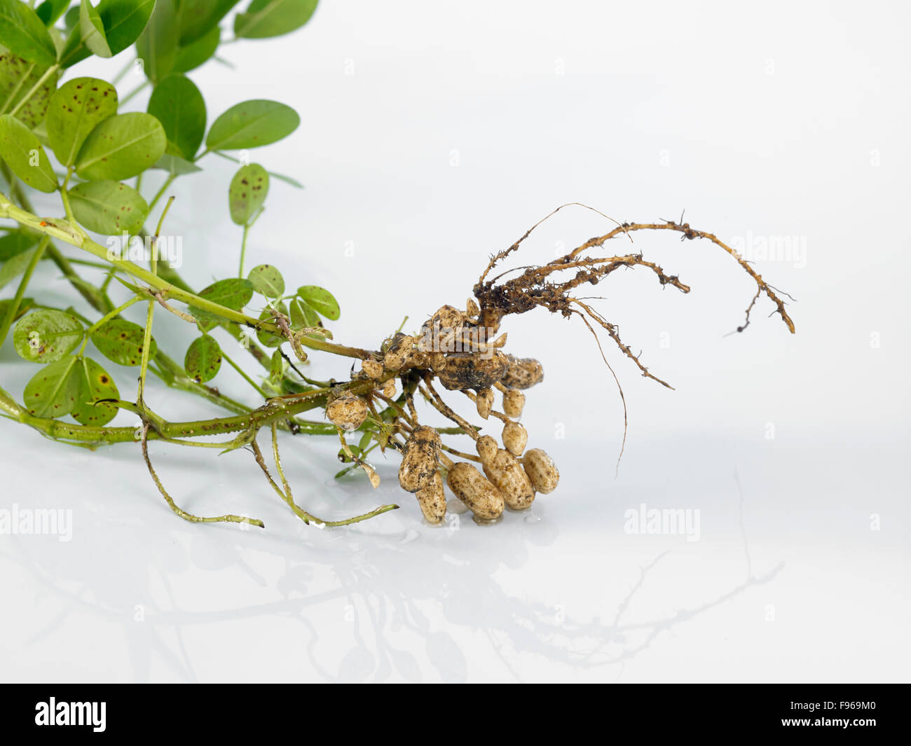 Groundnut Plants Showing The Roots And Groundnuts Attached Stock Photo ...