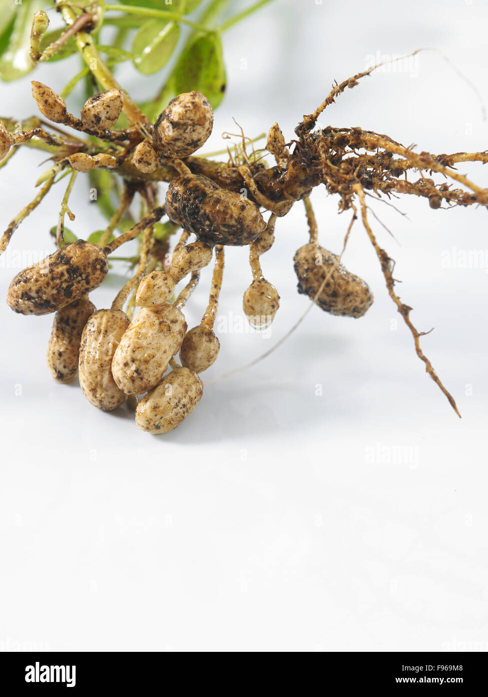 Groundnut Plants Showing The Roots And Groundnuts Attached Stock Photo ...