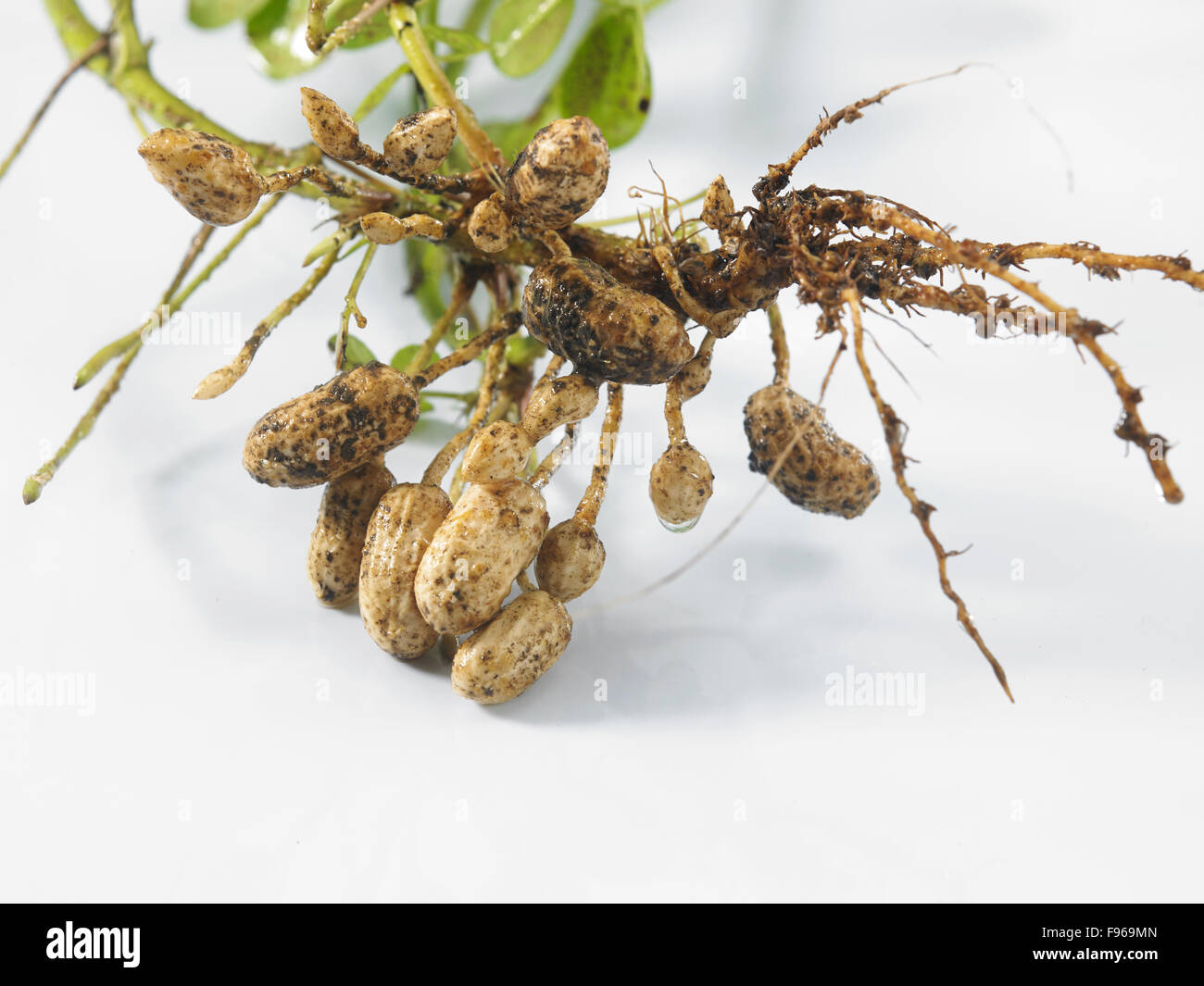 Groundnut Plants Showing The Roots And Groundnuts Attached Stock Photo ...