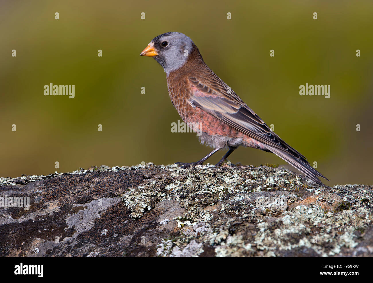 Rosy finch hi-res stock photography and images - Alamy