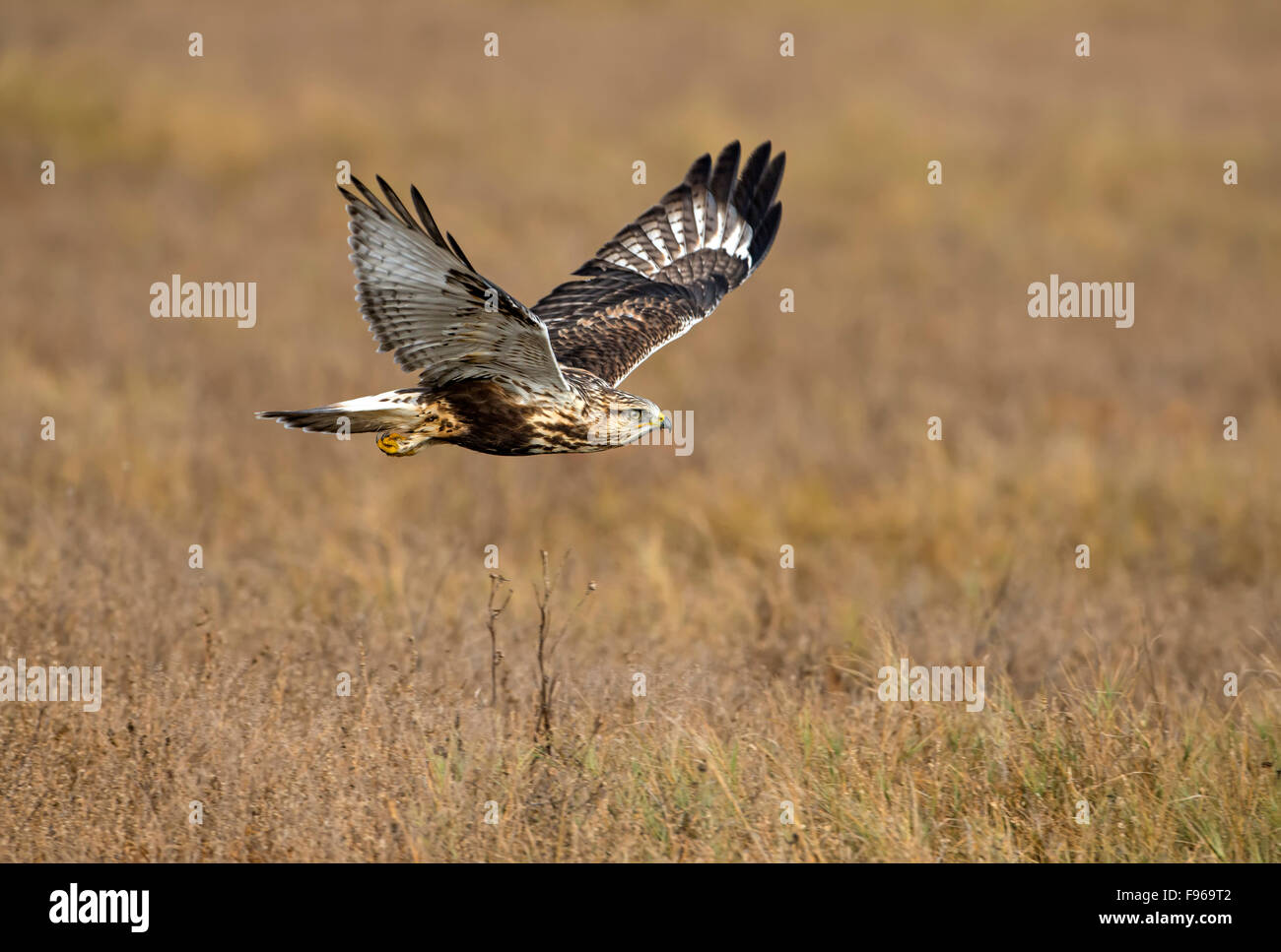 Roughlegged Hawk Nanaimo River Estuary Stock Photo - Alamy