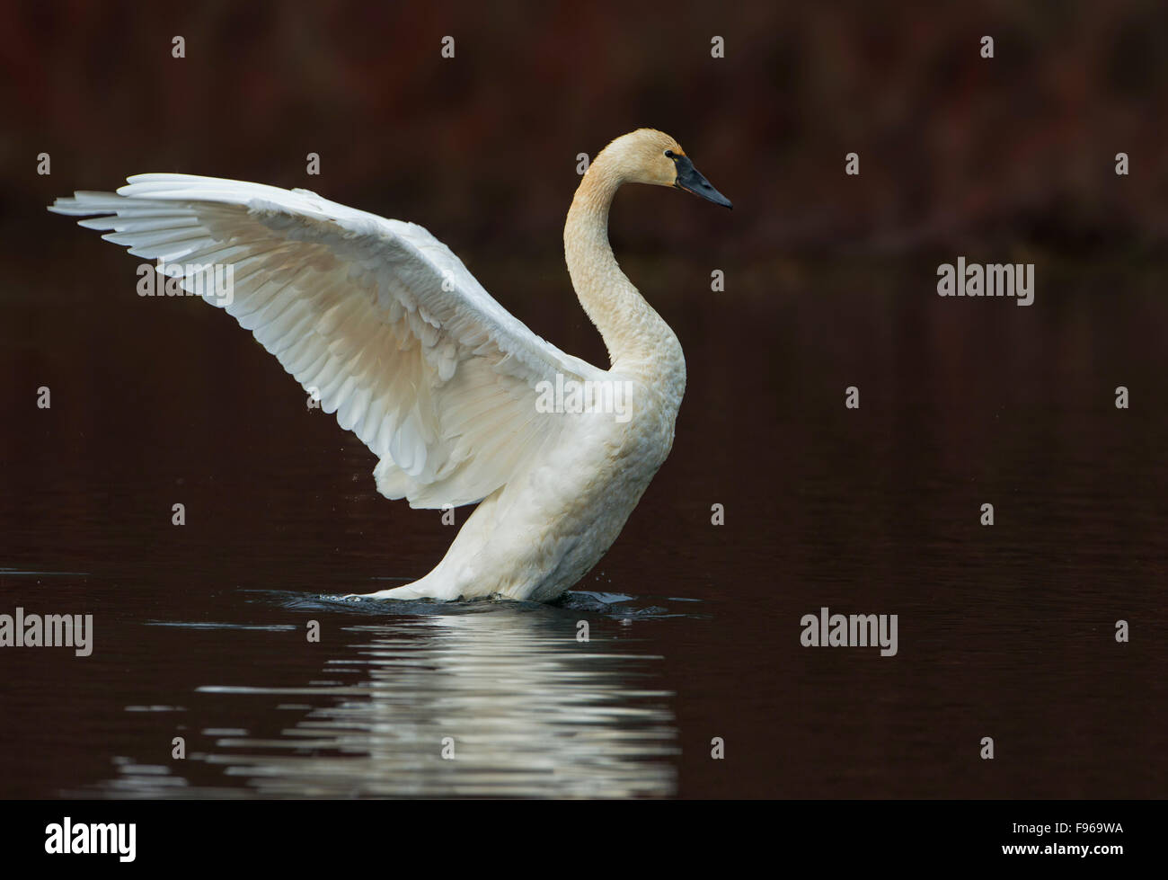 Royal swan hi-res stock photography and images - Alamy