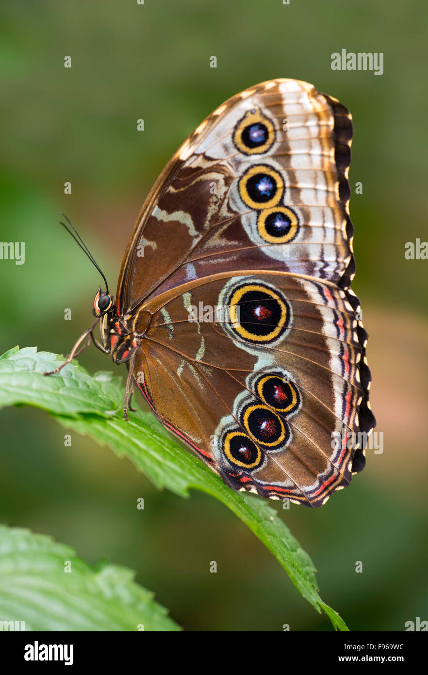 Canada buterfly hi-res stock photography and images - Alamy