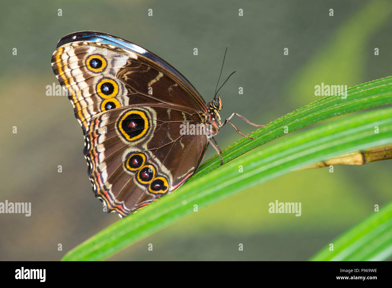 Canada buterfly hi-res stock photography and images - Alamy