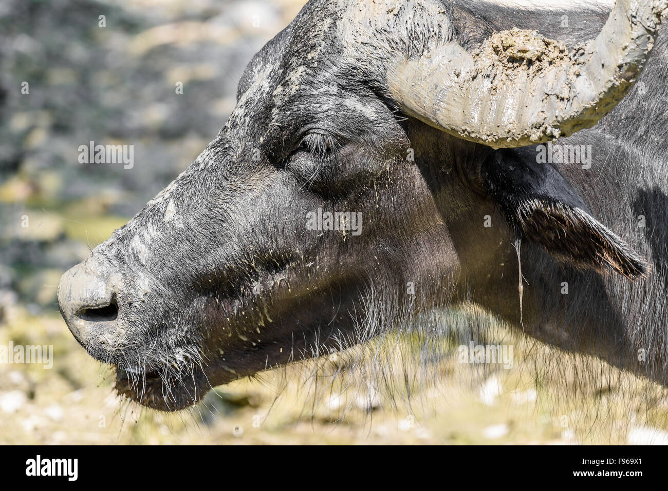 Horned bull hi-res stock photography and images - Alamy