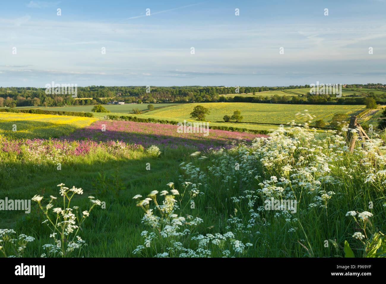 Track between hedgerows hi-res stock photography and images - Alamy