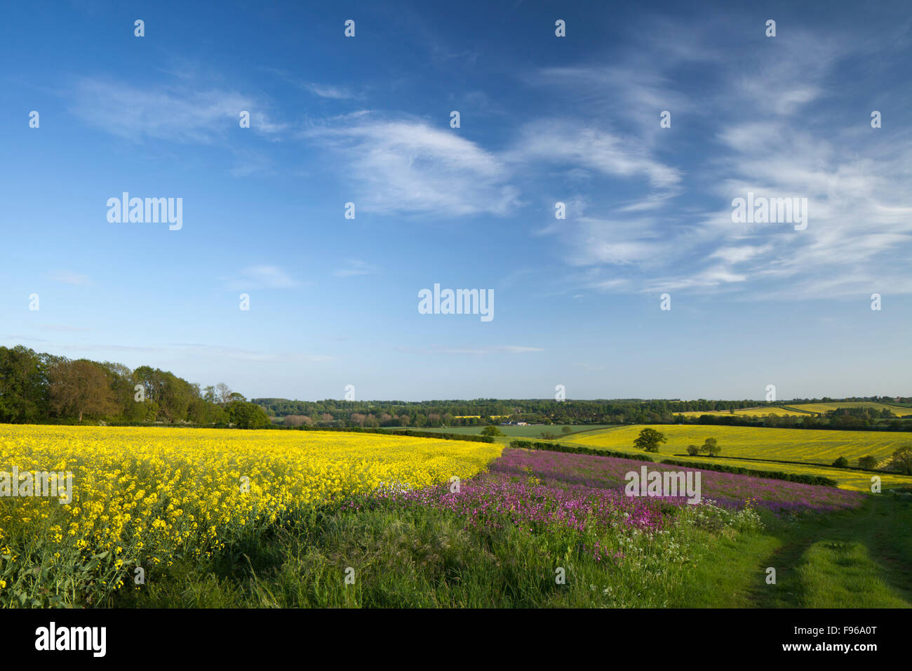 A field margin sown with pollen and nectar rich wildflowers for bees ...