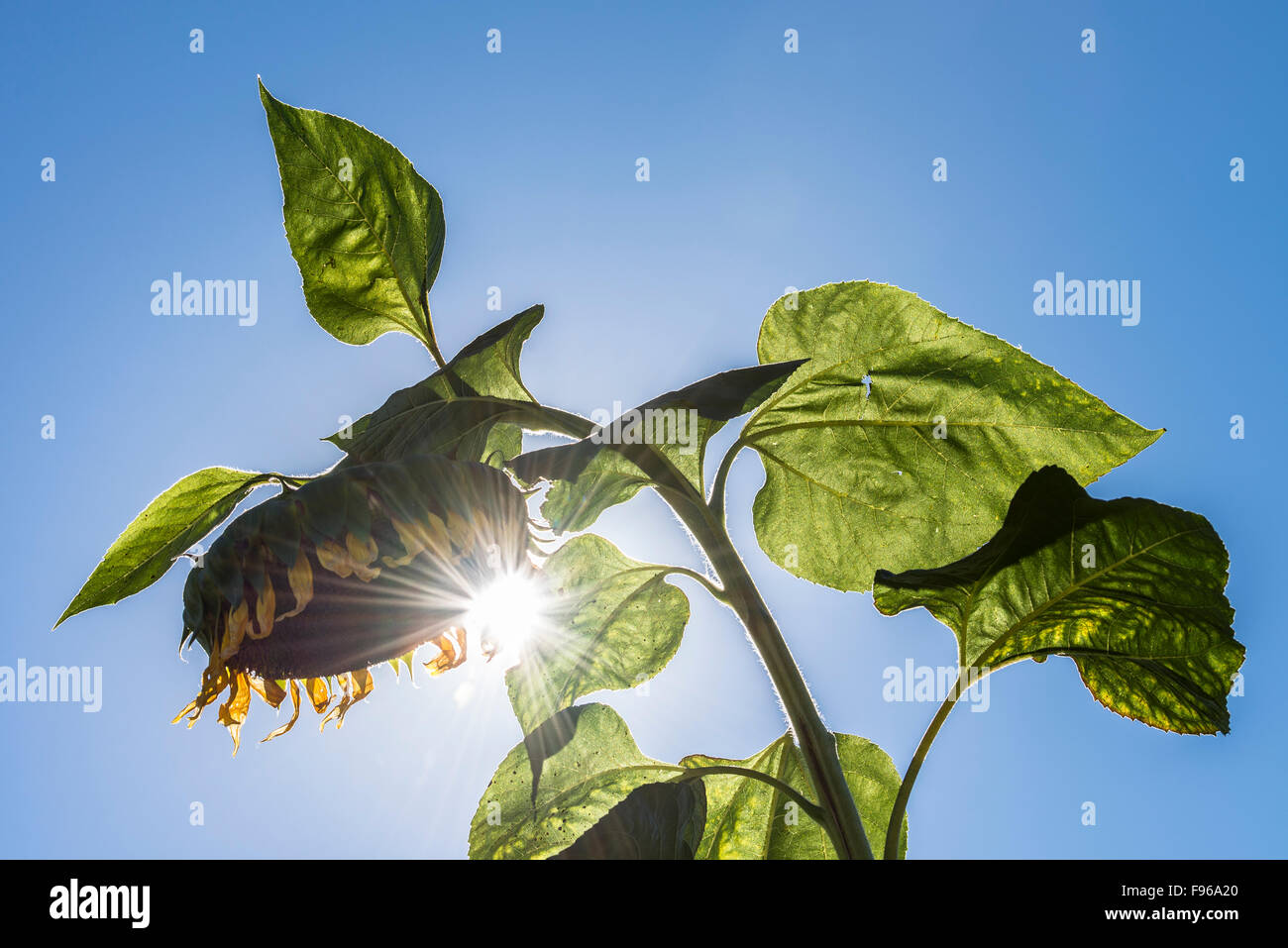 Sun shining through the petals of a large leaning sunflower Stock Photo ...