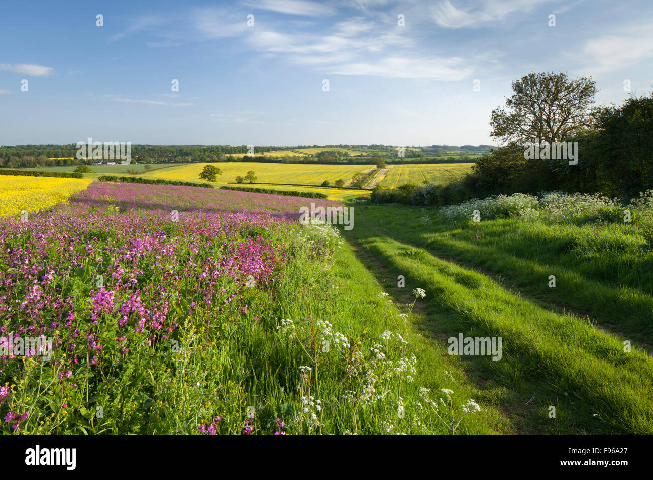 A field margin sown with pollen and nectar rich wildflowers for bees ...