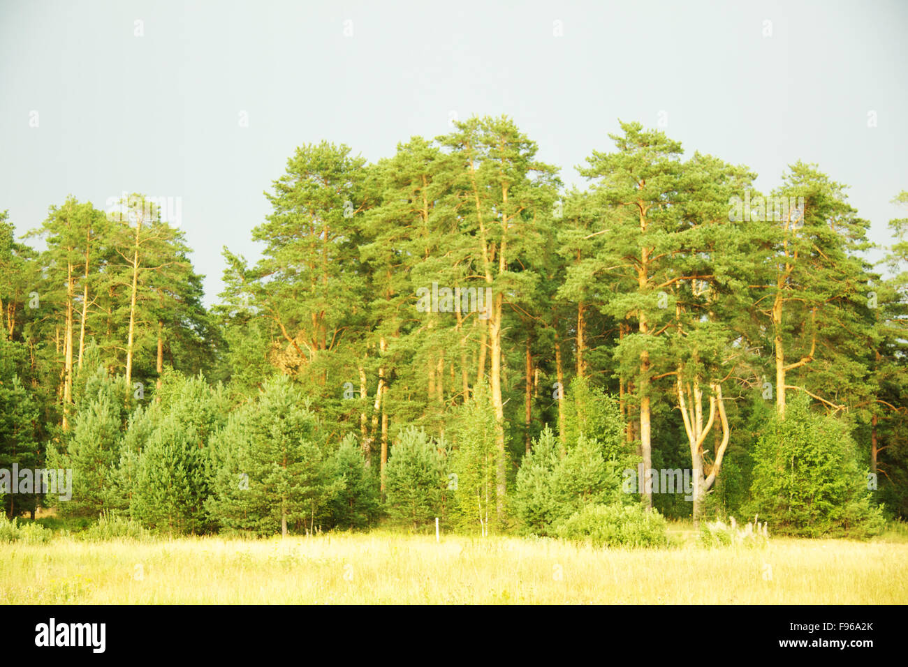 russian forest summer Stock Photo - Alamy