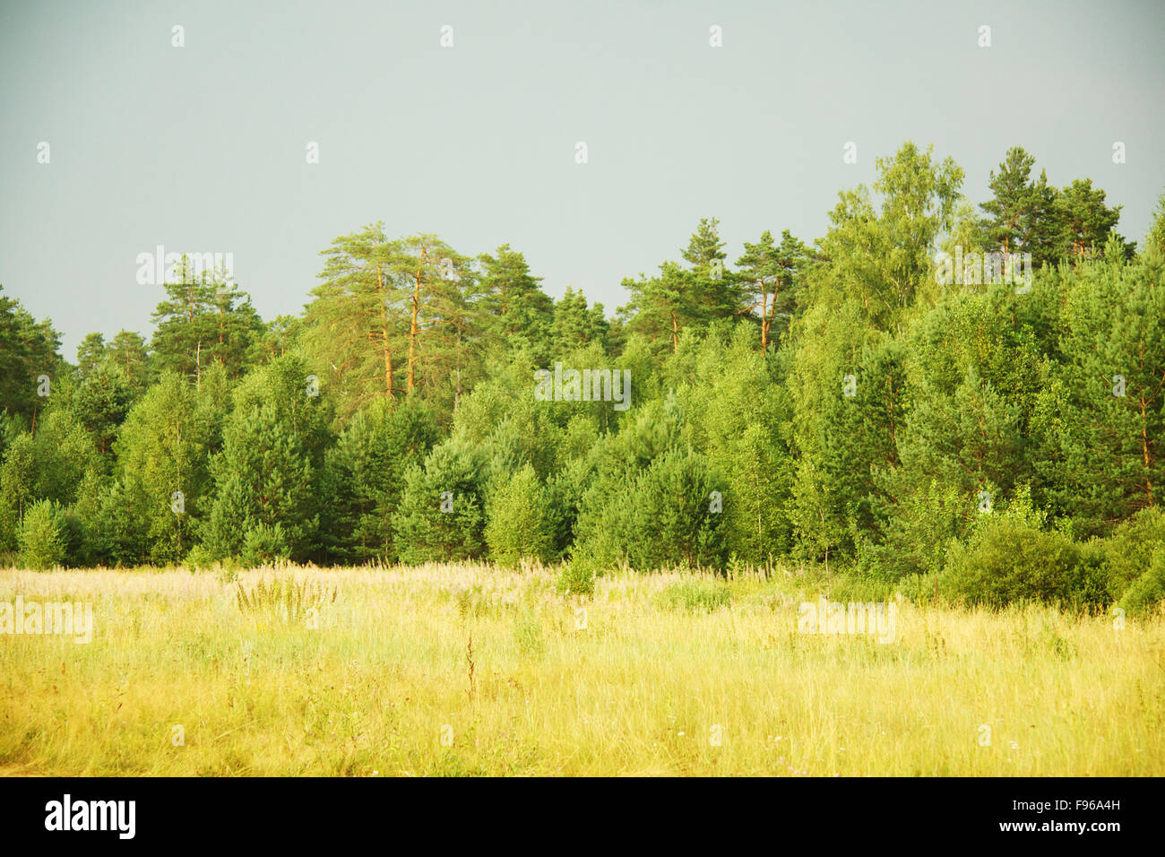 russian forest summer Stock Photo - Alamy